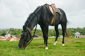Best Western Peace Valley, Goa, India - Best Western Hotels in Goa ...